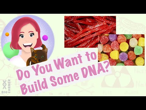 DIY DNA Model