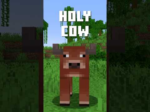 HOLY COW! 🐮