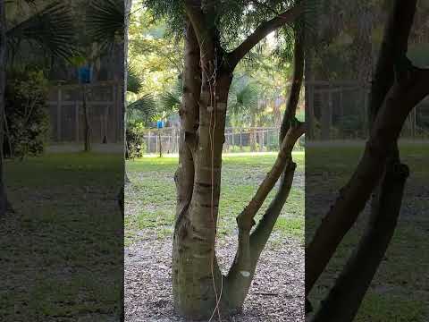 2097 Stone Road Deland, FL 32720 is in search of finding its new family that will be called, My Home