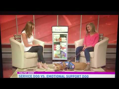 The Difference Between Service Dogs and Emotional Support Animals