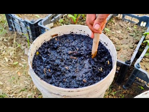 1000 Years of Microbe-Rich Soil! Do THIS & Your Plants Will Thrive!