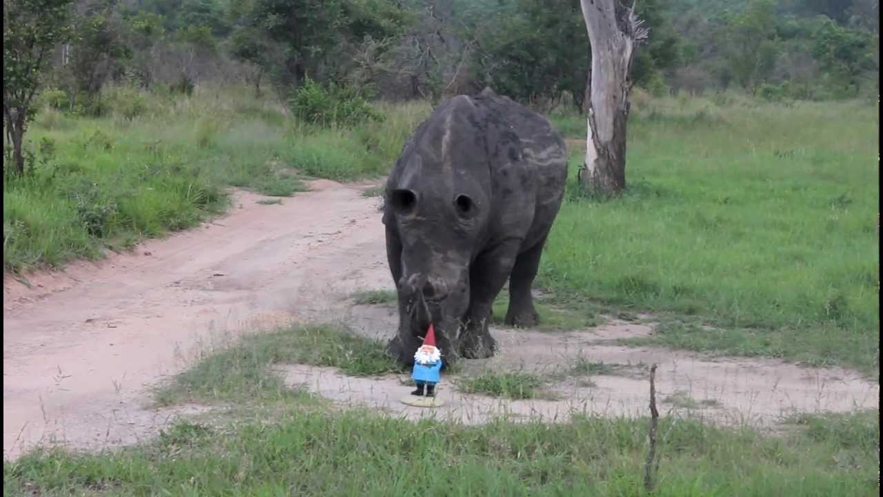 The Roaming Gnome goes on a South African safari
