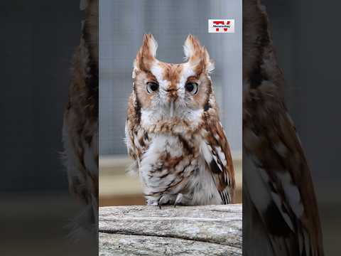 ‘Pure determination’ helping boy recover after crash caused by off-duty cop #newyork #owl