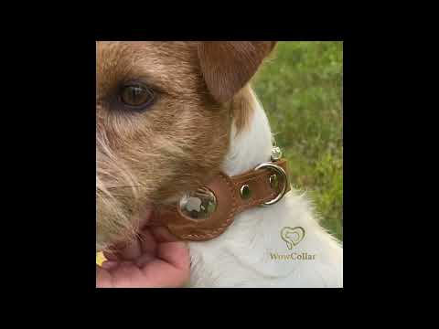 Personalized Airtag Dog Collar