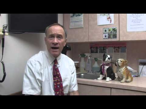 Hypopyon and Lipid Flare in Dogs: Symptoms, Causes & Treatment - VOSD