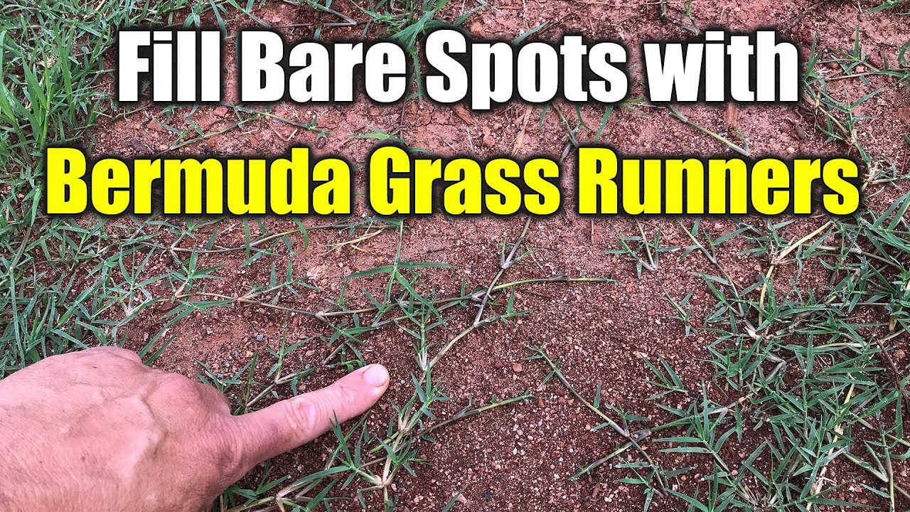 Fix Bare Spots Bermuda Grass with Runners