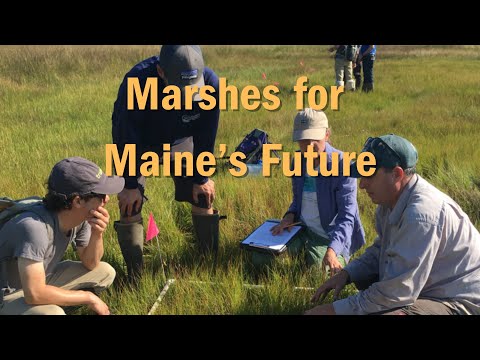 Marshes for Maine's Future | Sneak Peek