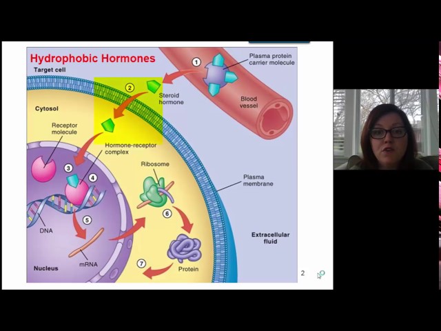 Understanding the Endocrine System: A Comprehensive Overview | Galaxy.ai