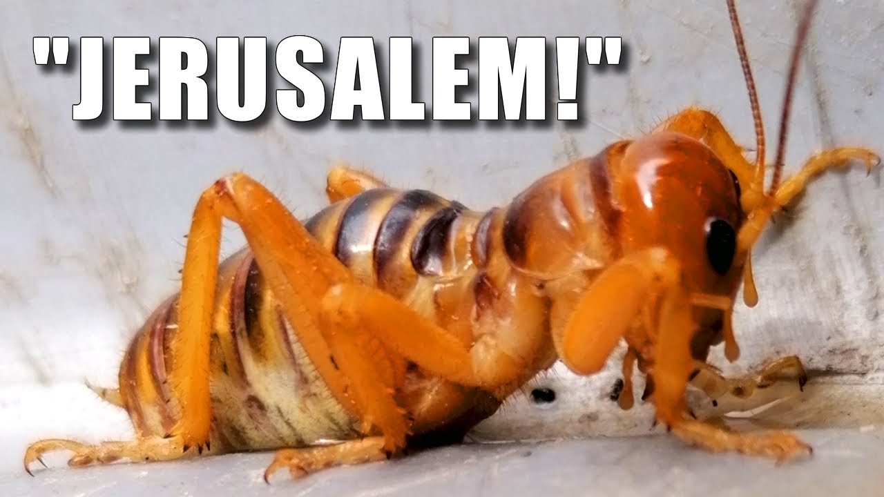 Potato Bug Facts: the JERUSALEM Cricket 🦗 Animal Fact Files