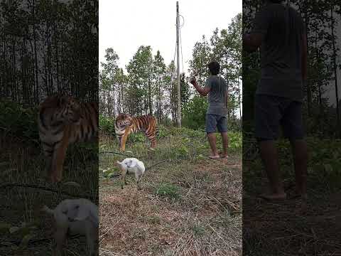 tiger gonna eat my goat #shorts #viral #ytshorts #trending #goat #tiger