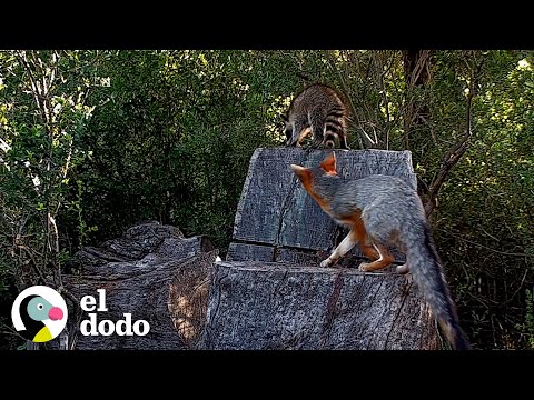 Valiente bebé mapache pasa la noche en una guarida de zorros | El Dodo