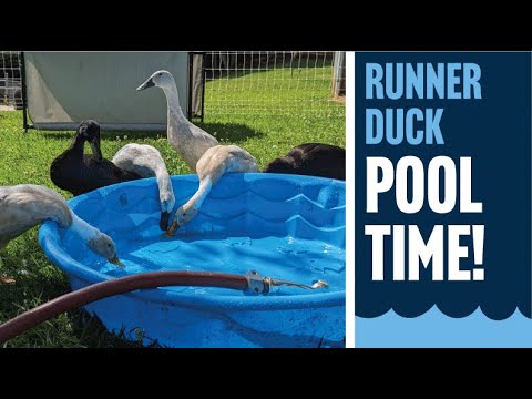 Indian Runner Ducks Swimming & Pool Time!