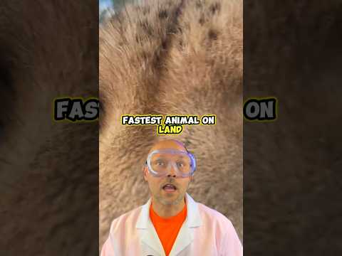 Fastest animal on earth