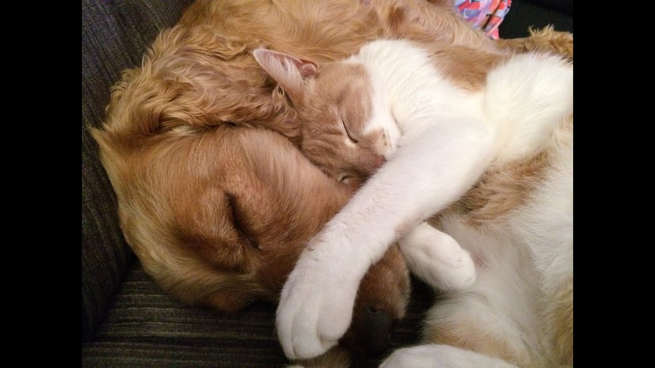 Weekend Greeting from Dog and Kittie