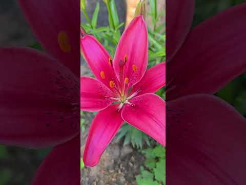My pink lilies are finally here