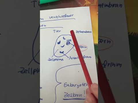 Eigenschaften verschiedener Zellarten: Unterschied Eukaryoten und Prokaryoten π¦