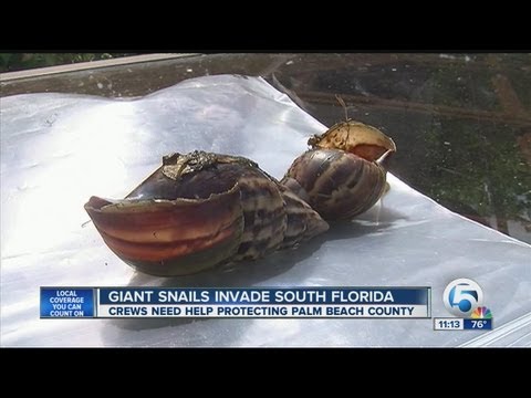 Giant snails invade South Florida