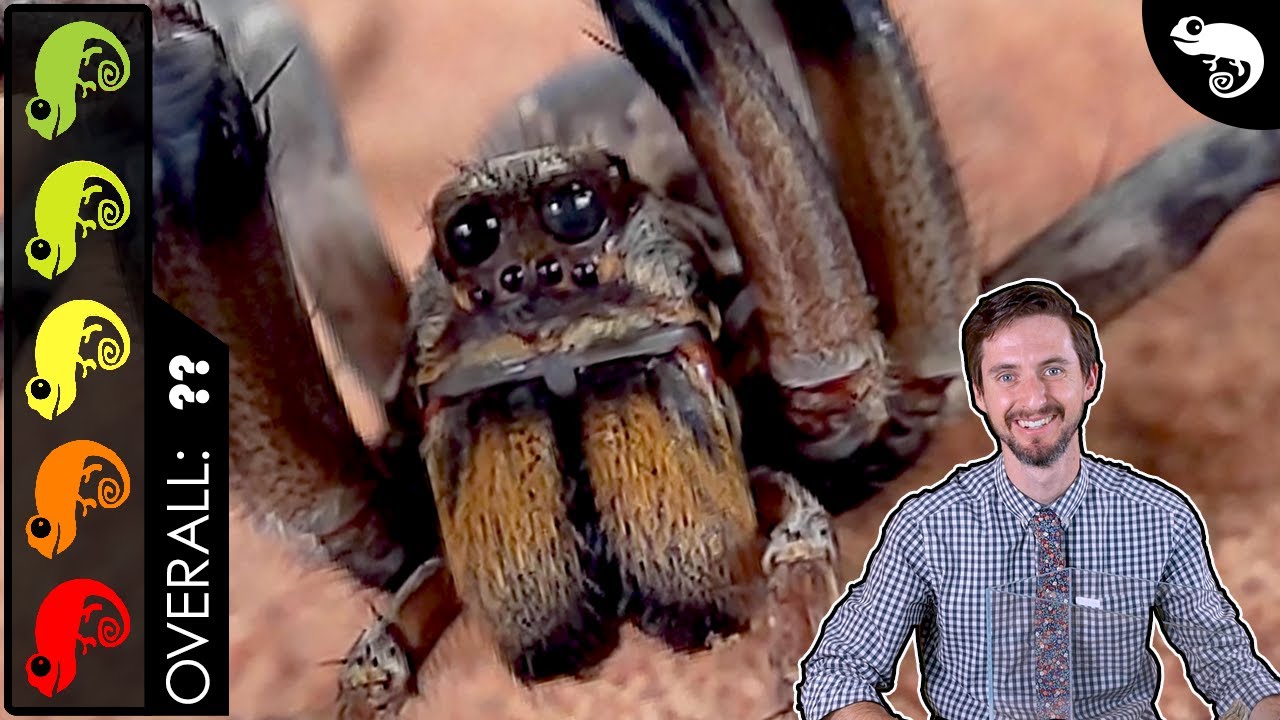 Giant Wolf Spider, The Best Pet Invertebrate?