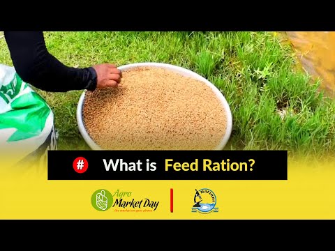 What is Feed Ration in Fish Farming? || Feeds and Feeding Fish