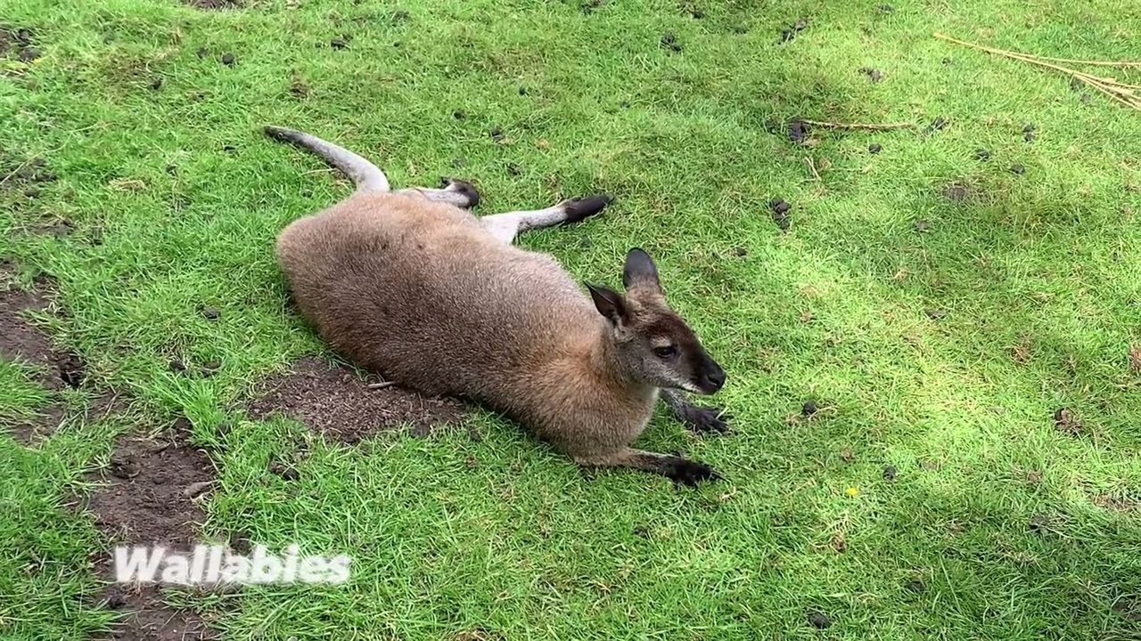 Reaseheath Mini Zoo | Full Tour | May 2025