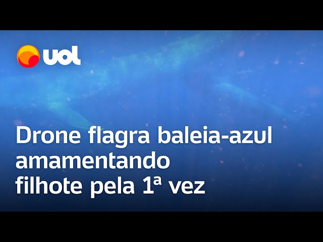Vídeo mostra baleia amamentando filhote no Timor Leste
