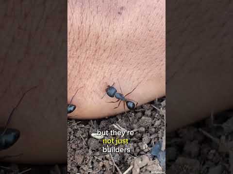 he Tiny Lumberjacks of the Insect World! | Shocking Carpenter Ant Facts