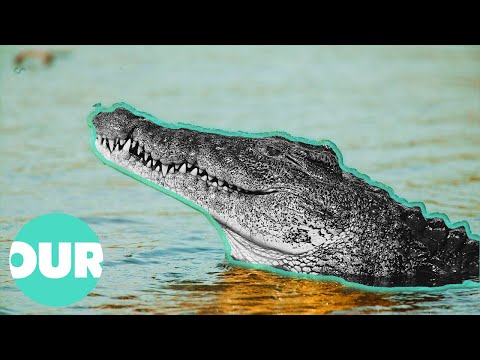 This Village Is Under Attack By Man-Eating Crocodiles | Our World