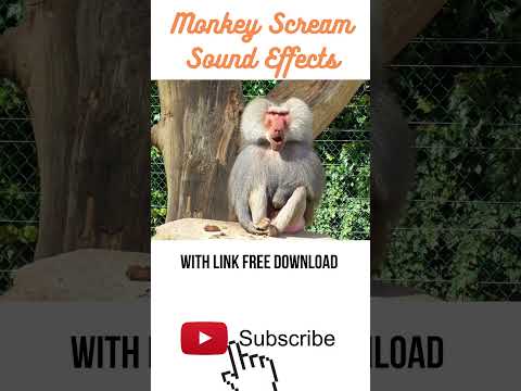Monkey Scream Sound Effects #soundeffects #shorts