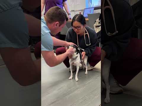 One Tiny Dog’s Outsized Contribution to Brain Surgery