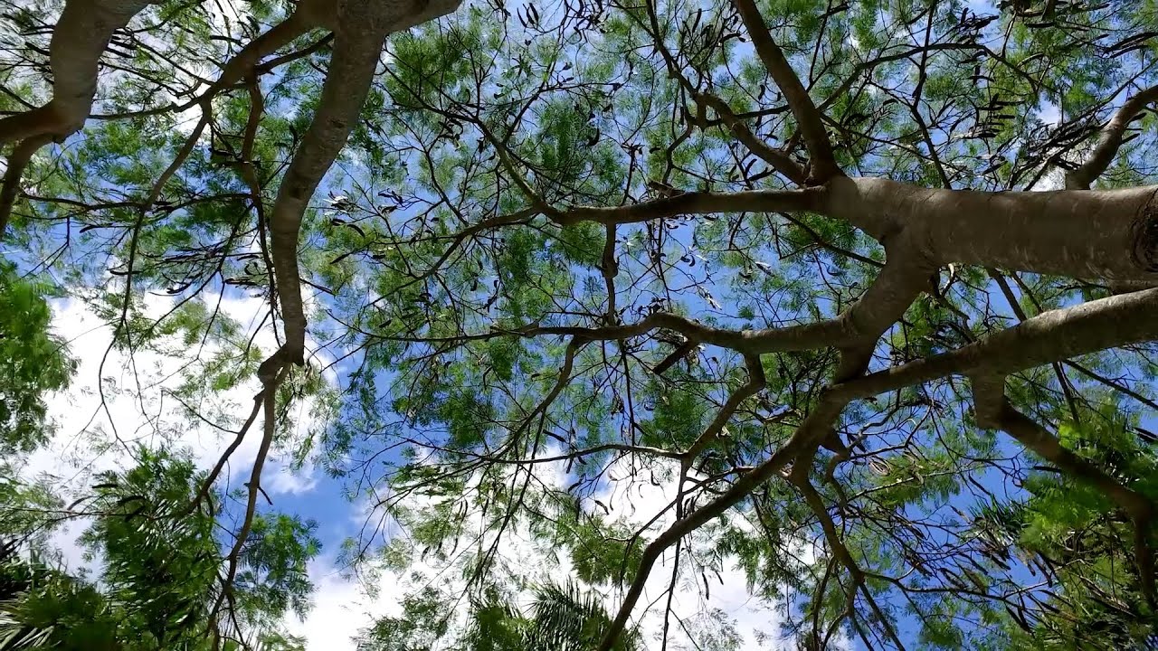 Tree Planting Urban & Community Forestry Grant