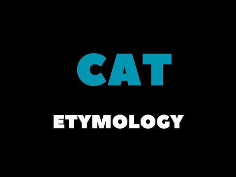 🐱 Cat: A Feline Word's Ancient Roots