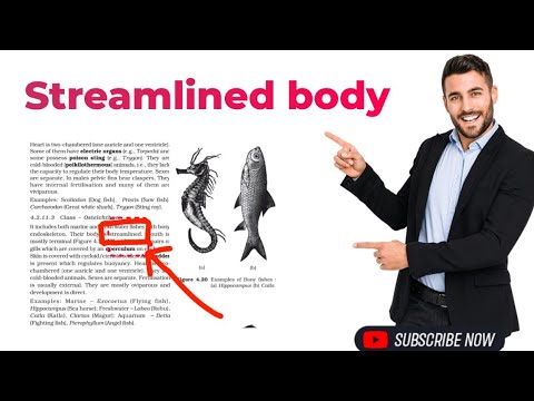 streamlined body