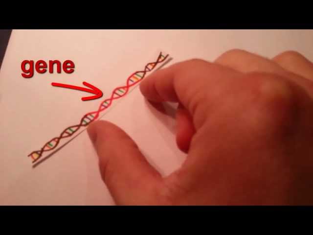 Understanding Gene Cloning: A Simple Explanation of the Process | Galaxy.ai