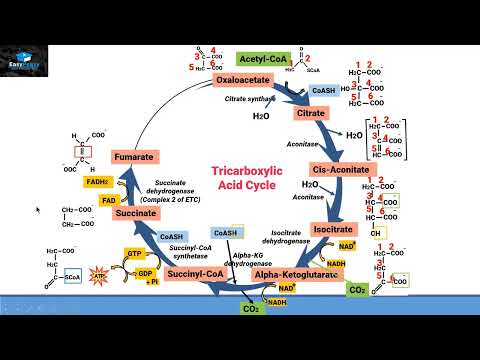 Aerobic Respiration Part 3 (Tricarboxylic Acid Cycle/Kreb Cycle/Citric ...