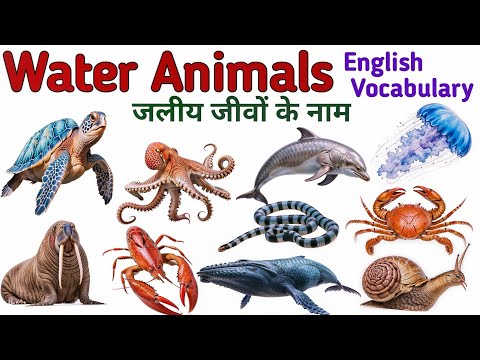 पानी में रहनेवाले जीवों के नाम | Water Animals Name in Hindi and English | animlas name for kids
