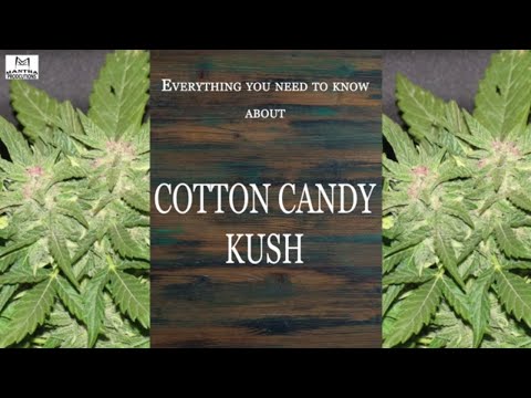 Cotton Candy Kush | Best Buds Strain Spotlight