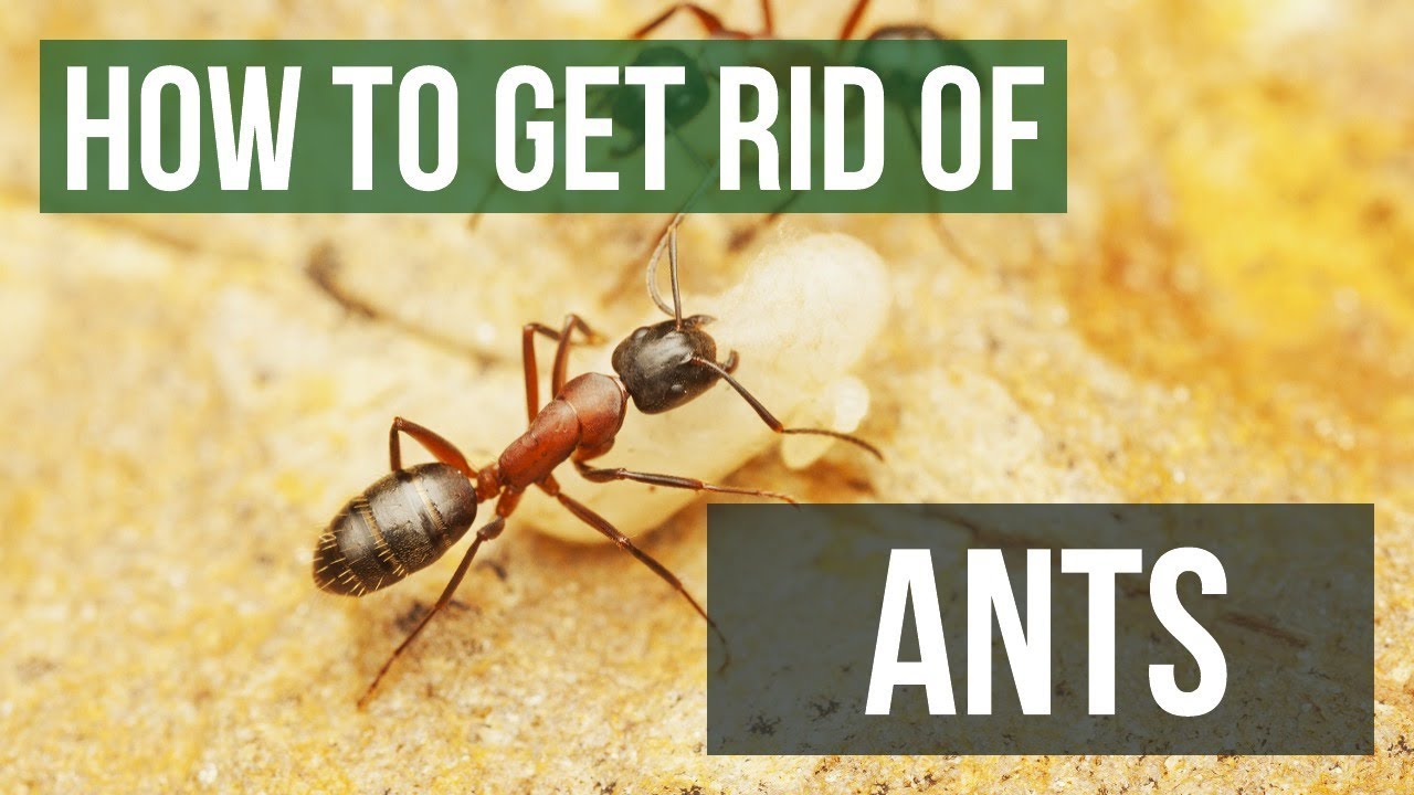 Ant Control: How To Get Rid of Ants | DIY Ant Treatment Guide