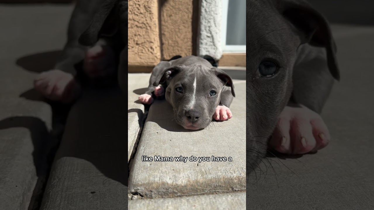 Do you have one? 🥰 #pitbull #puppy #puppies #puppyshort  #shortvideo