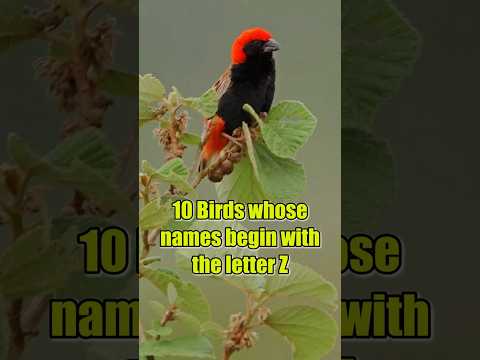 10 Birds whose names begin with the letter Z