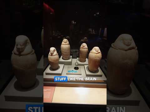 It might surprise you which organ the ancient Egyptians DIDN'T save in Canopic Jars #egyptology