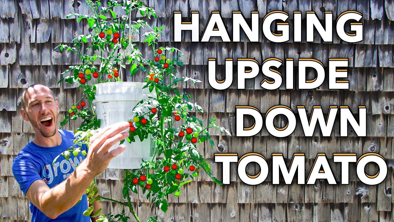 Here's How to Grow Tomatoes Upside Down