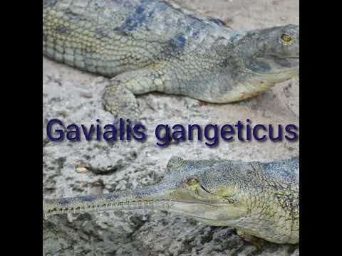 #gharial scientific name #scientific #facts #shorts #knowledge #biology #scientificname #wildlife