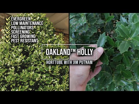 🏡Oakland™ Holly - Perfect Screening Plant🌲