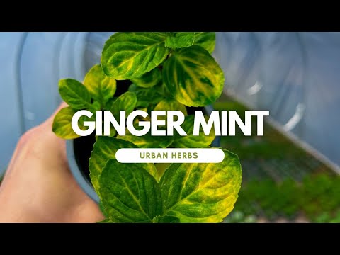 Introducing herbs: Ginger Mint