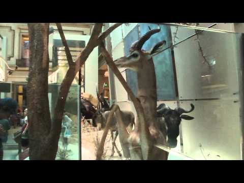 Smithsonian Institution Natural History Museum Mammals exhibit in Washington D.C.