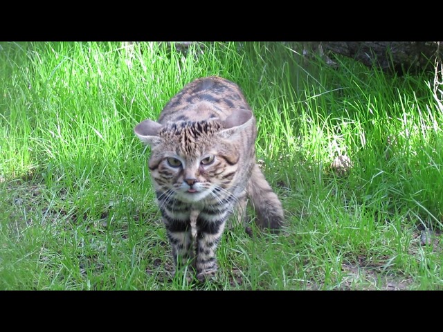 How old is Gaia, the black-footed cat? Utah’s Hogle Zoo welcomes the ...