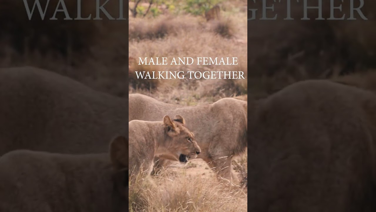 The SHOCKING Truth About Male and Female LIONS