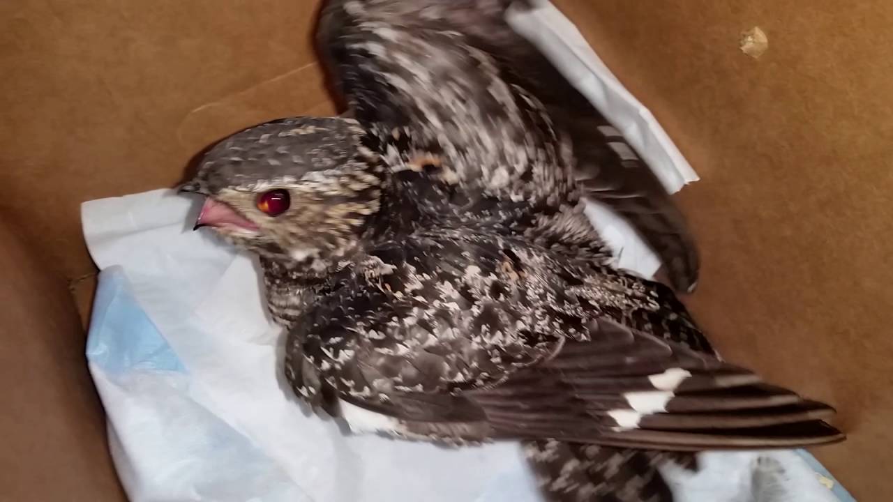 common nighthawk vocalizes 9 5 16