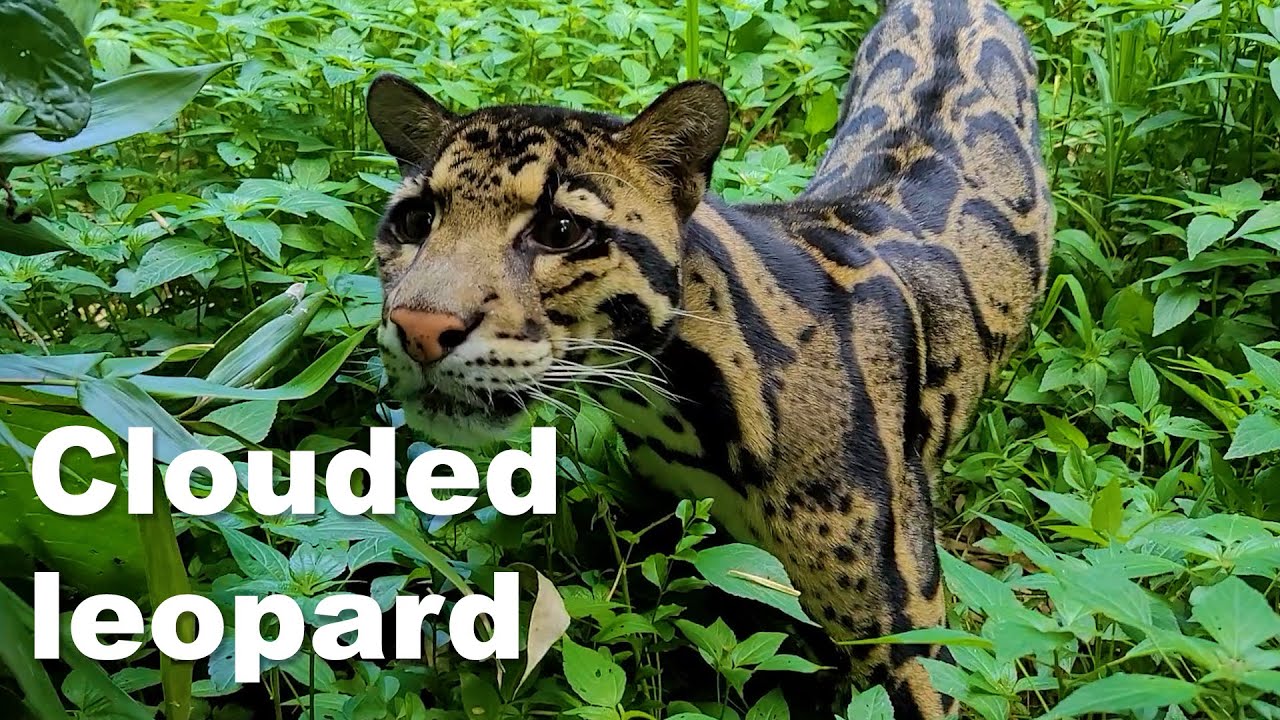 4K - Clouded leopard @TigerHaven