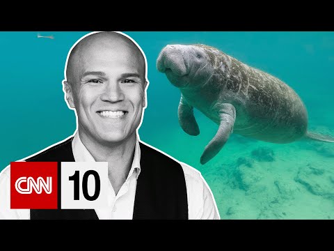 Why manatees are starving in Florida | May 2, 2025